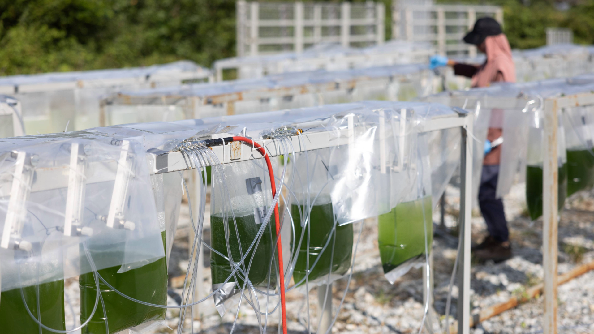 HutanBio: algae is the fuel of the future