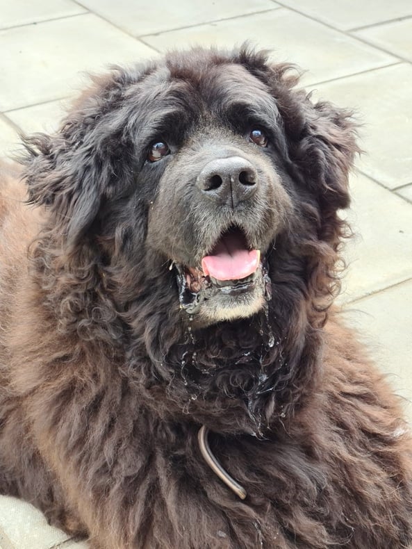 International Dog Day 2022 - rescue stories