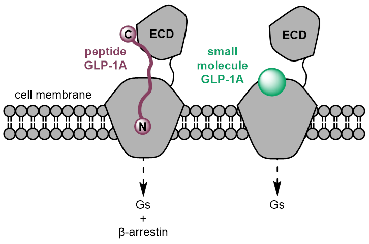 Orforglipron FDA Approval: Why the First Small-Molecule GLP-1 Pill Matters